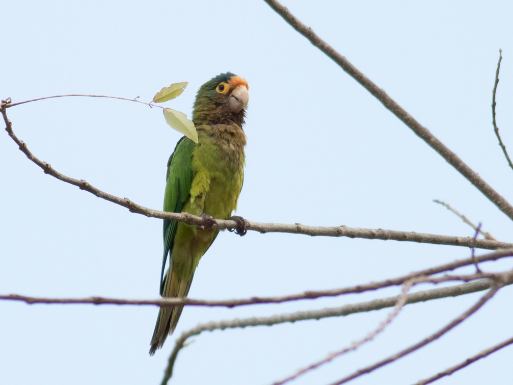 Orange Fronted Conure