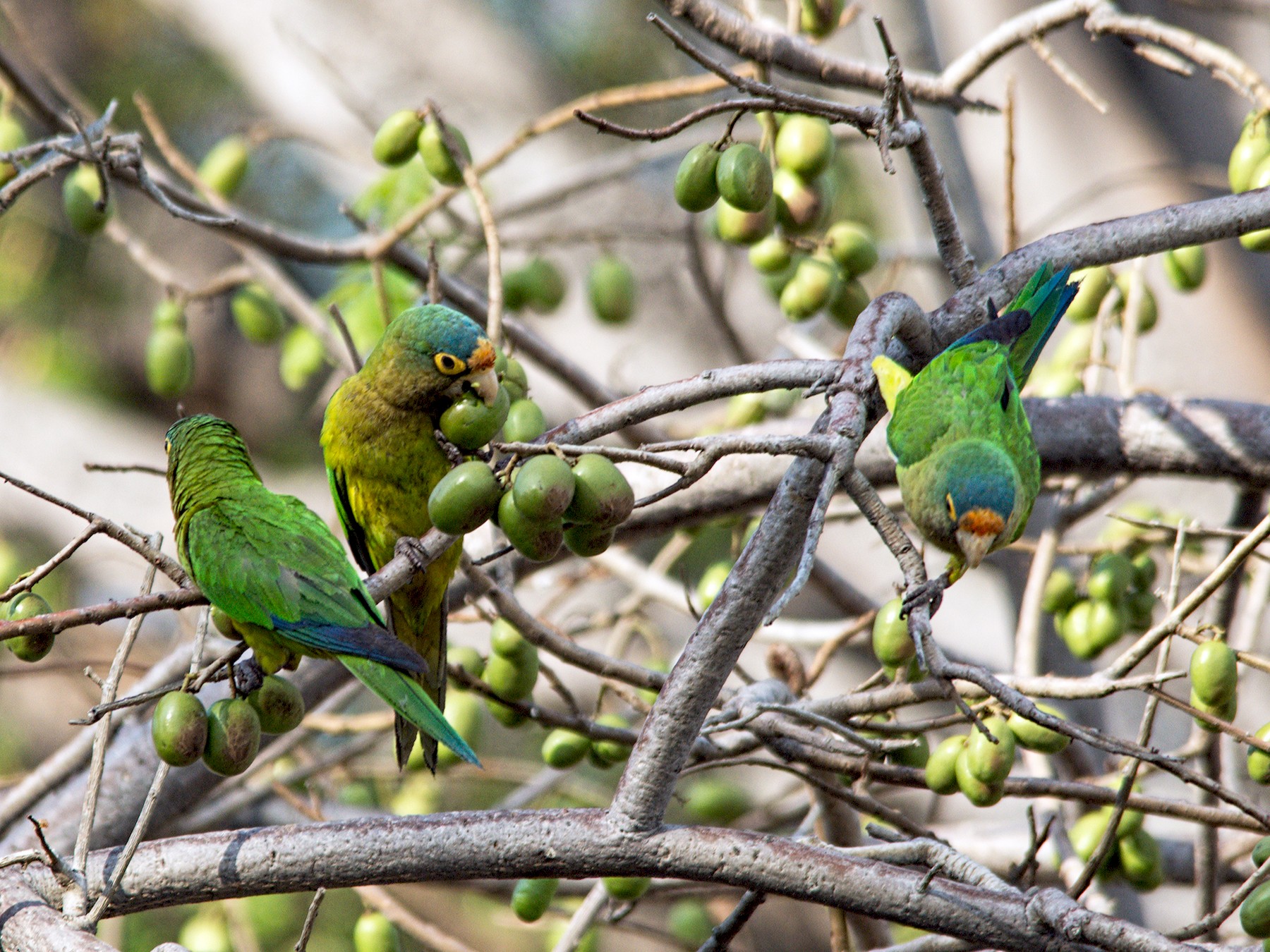 Perico Frente Naranja - eBird