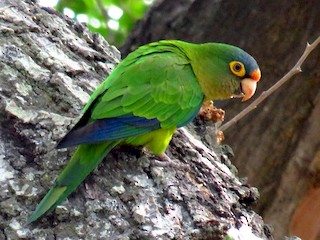 Orange-fronted Parakeet - Eupsittula canicularis - Birds of the World