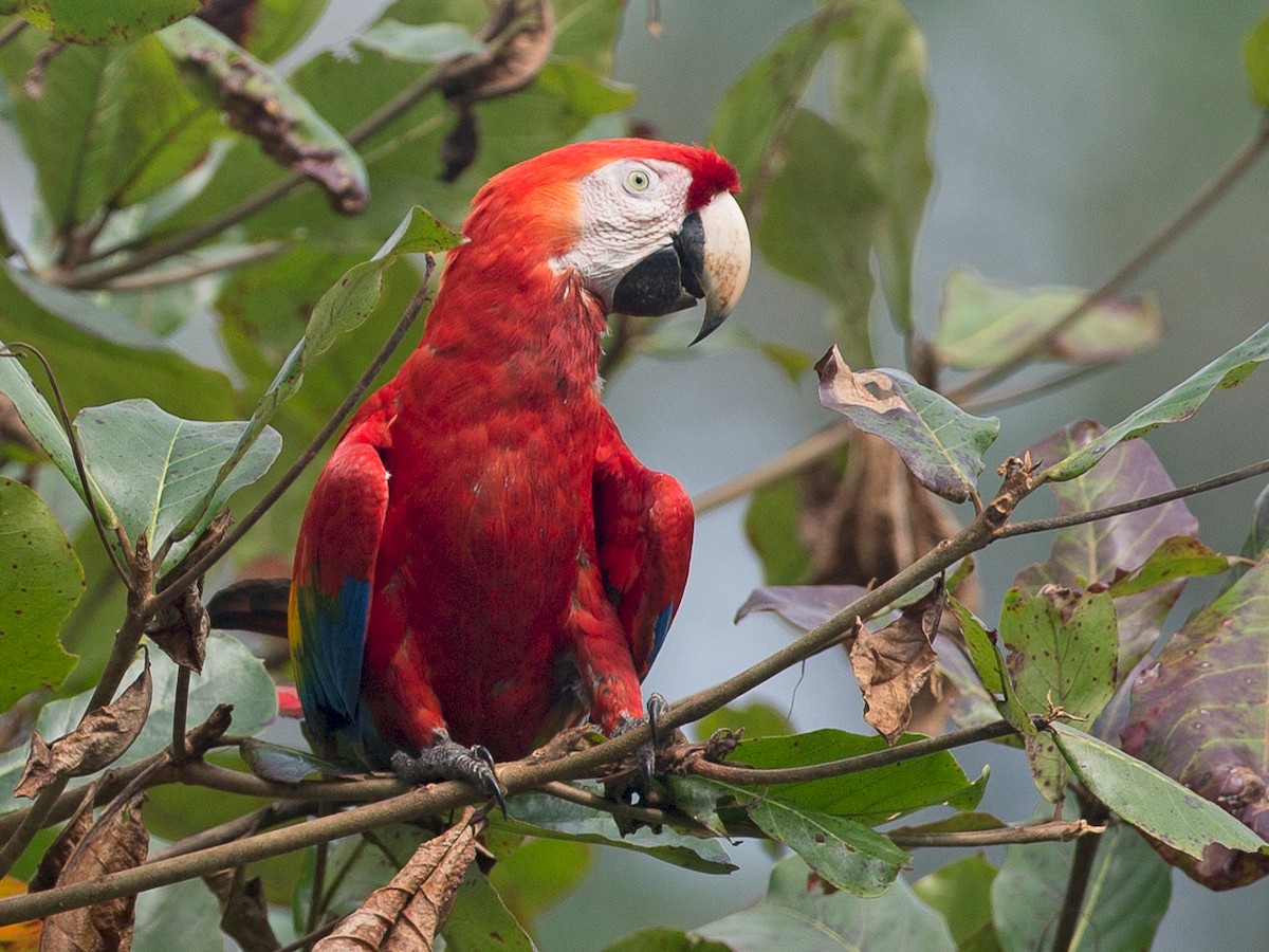 Scarlet Macaw - Ara macao - Birds of the World