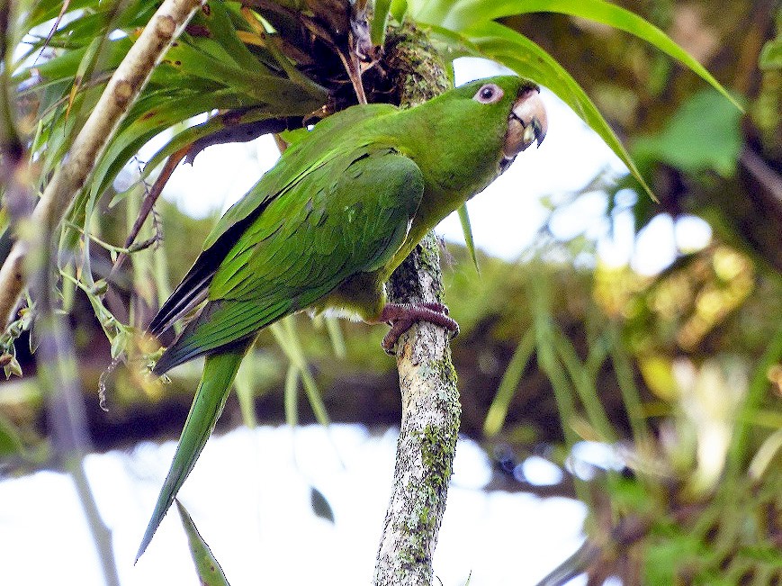 Pacific Parakeet - Psittacara strenuus - Birds of the World