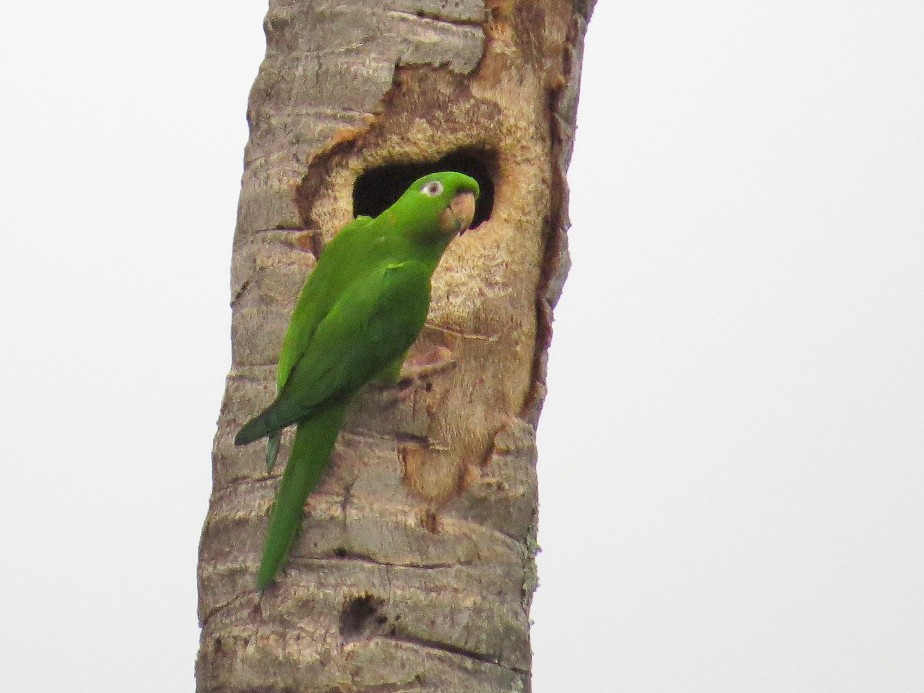 Pacific Parakeet - eBird