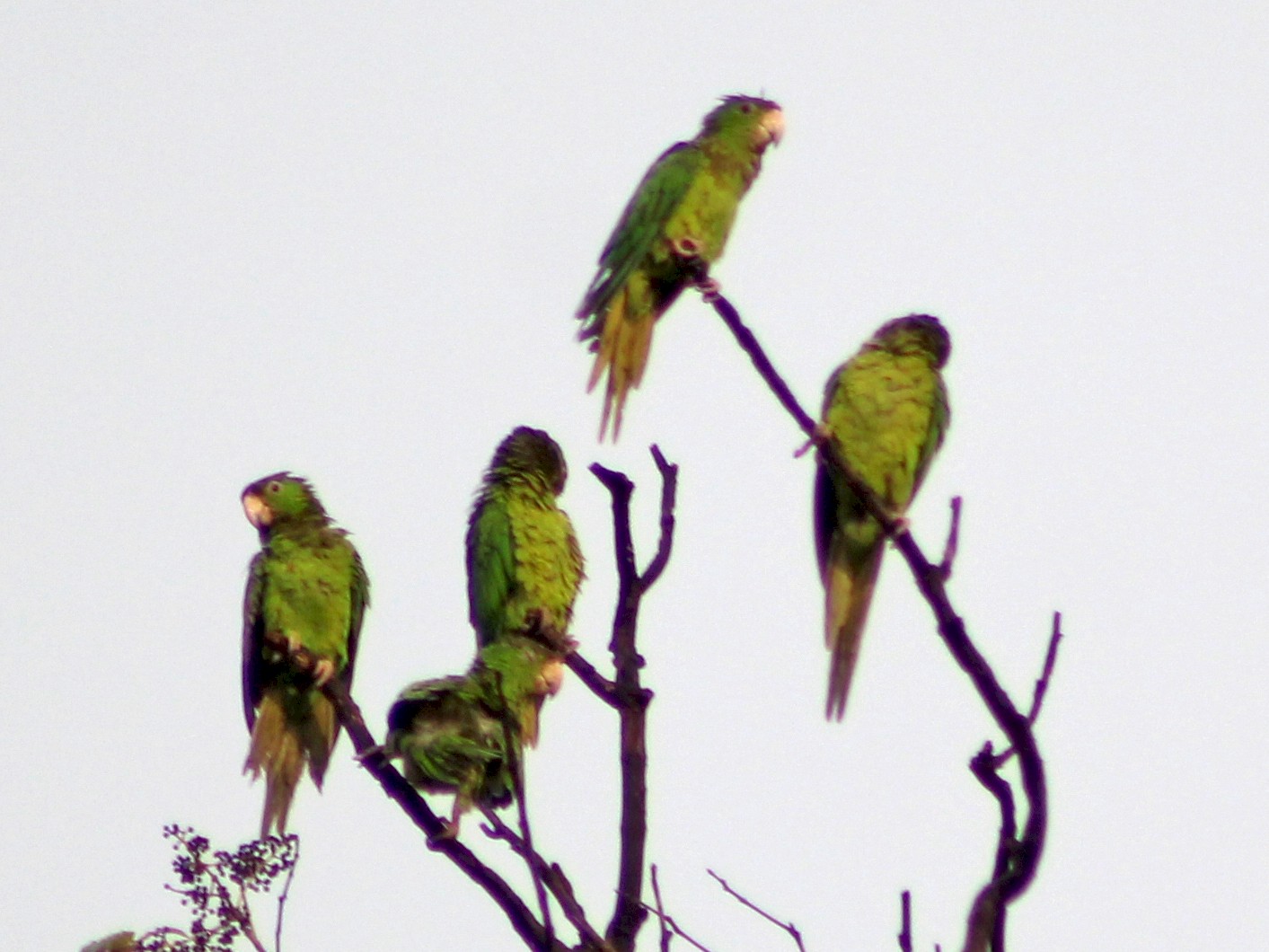 Pacific Parakeet - eBird
