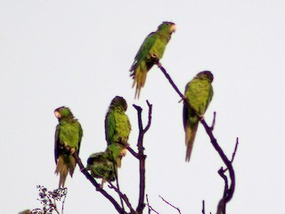 Pacific Parakeet - eBird