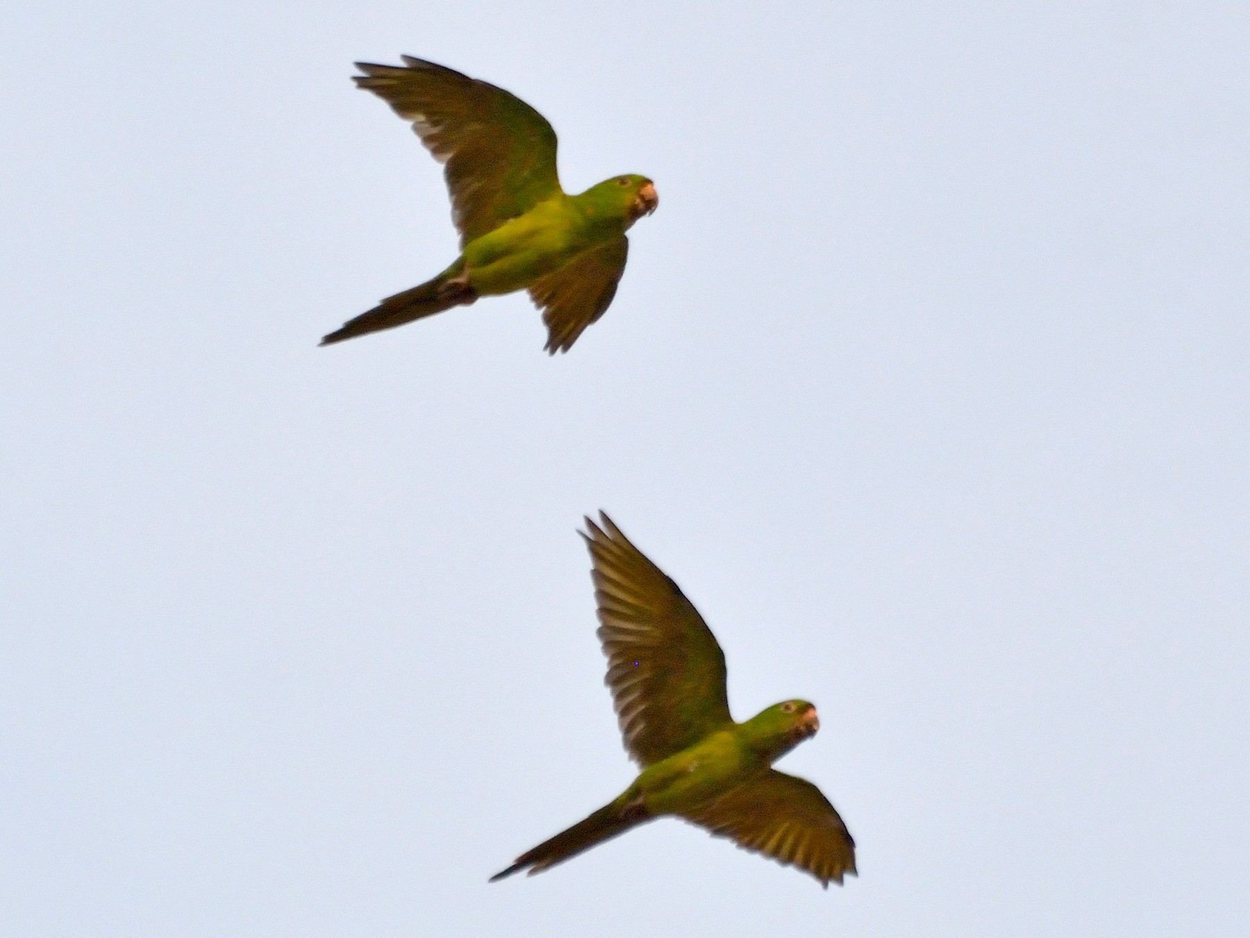Pacific Parakeet - eBird