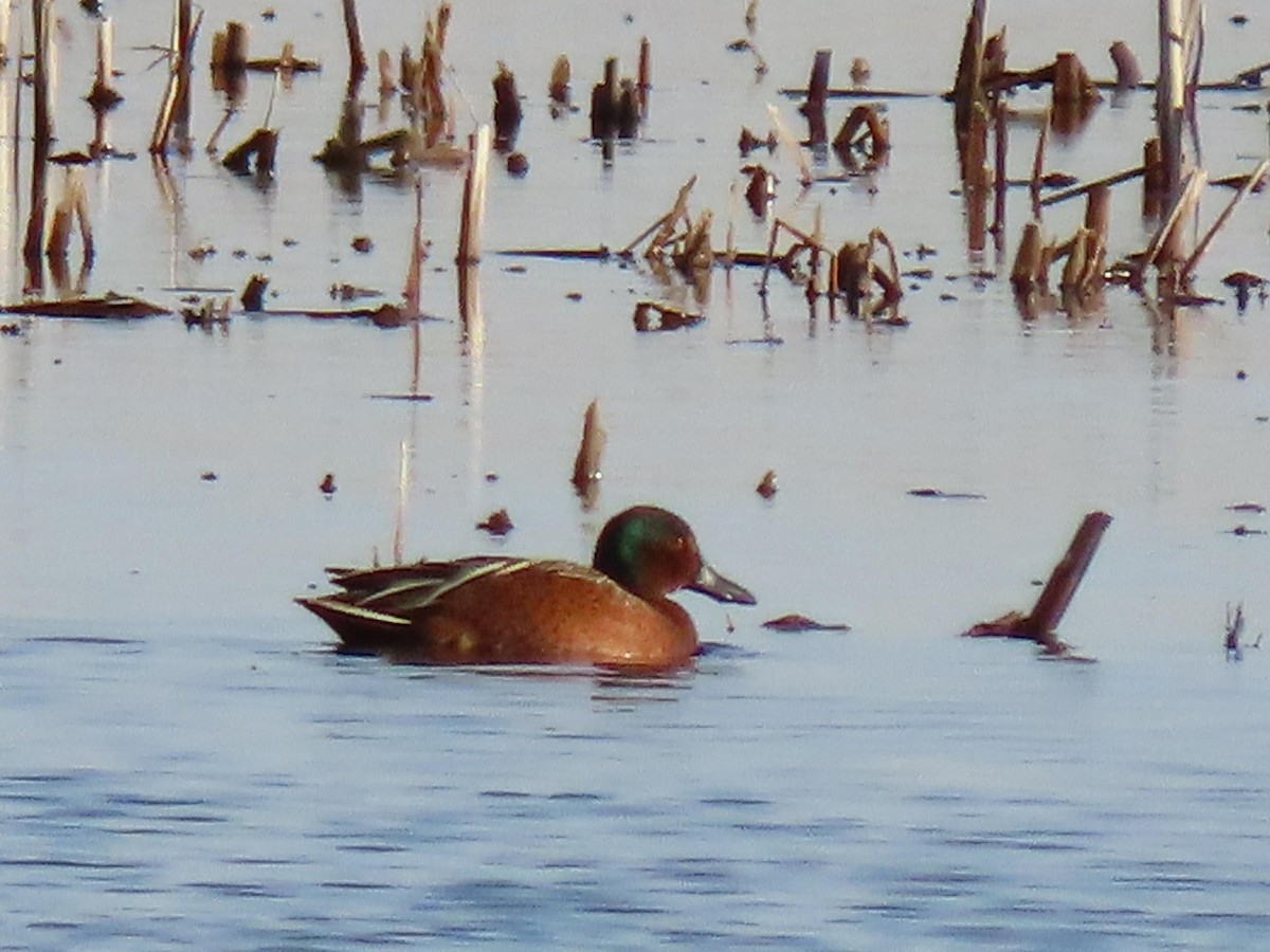 Cinnamon x Green-winged Teal (hybrid) - eBird