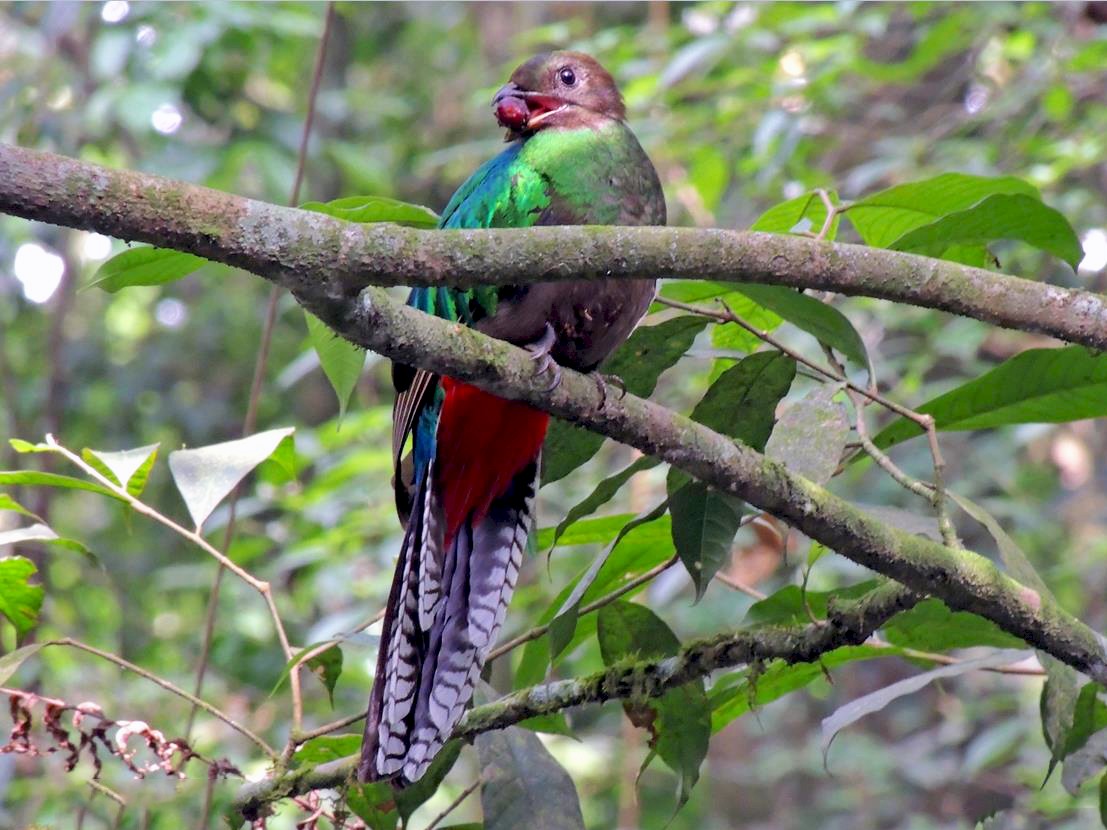 Resplendent Quetzal - eBird