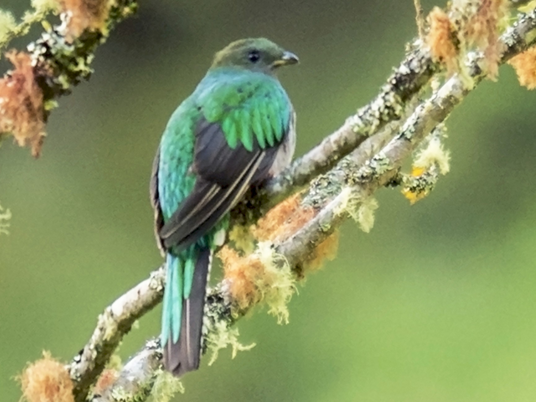 Resplendent Quetzal - eBird