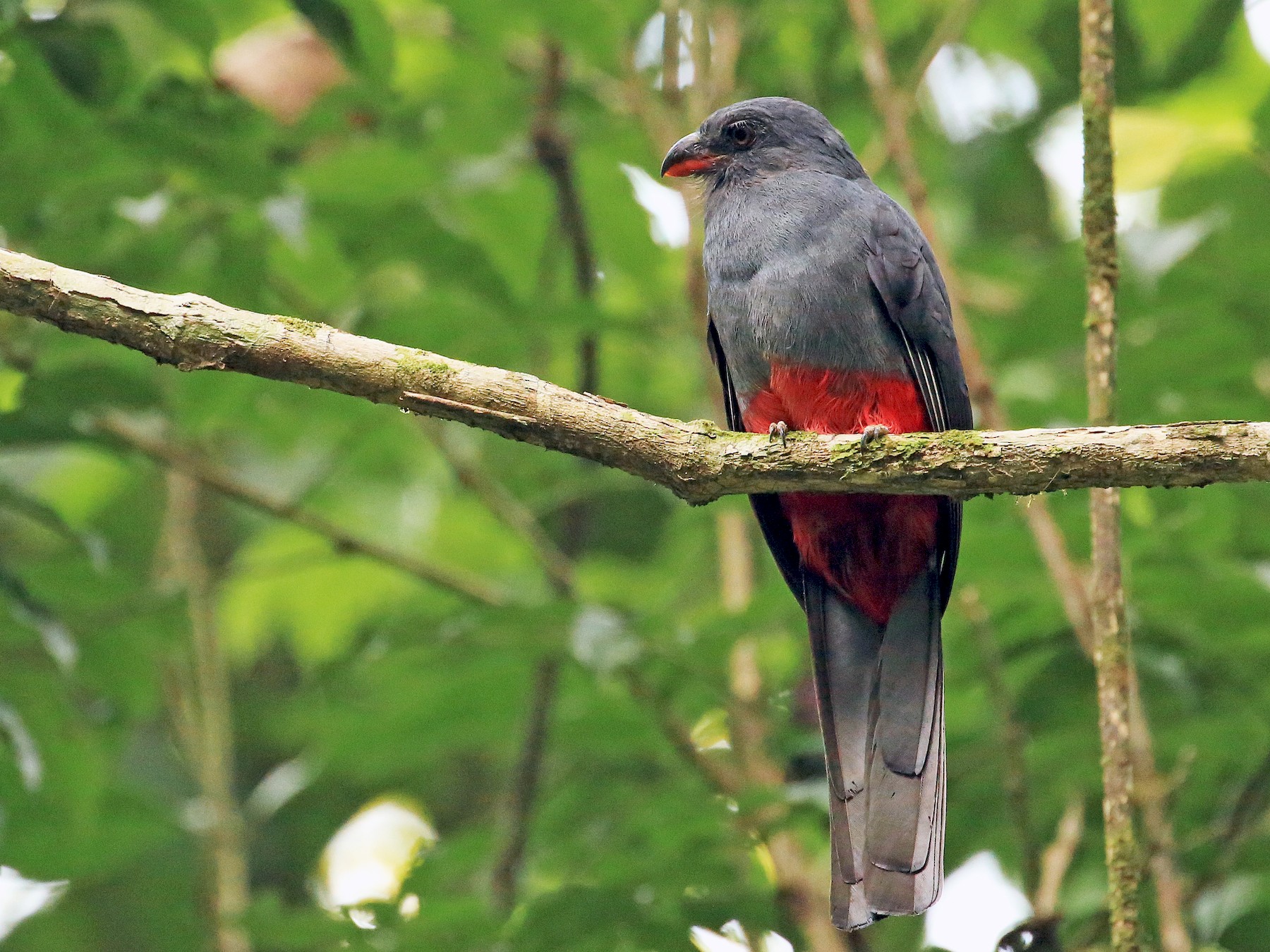 Slaty-tailed Trogon - eBird