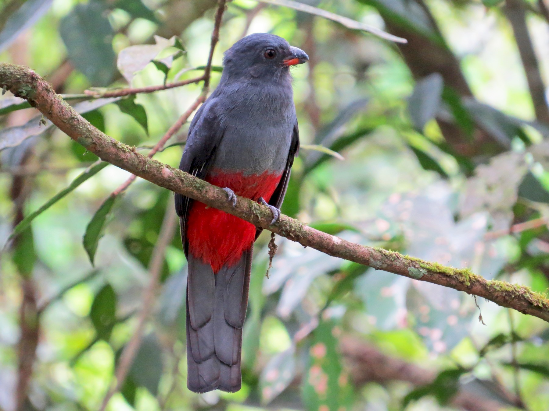 Slaty-tailed Trogon - eBird