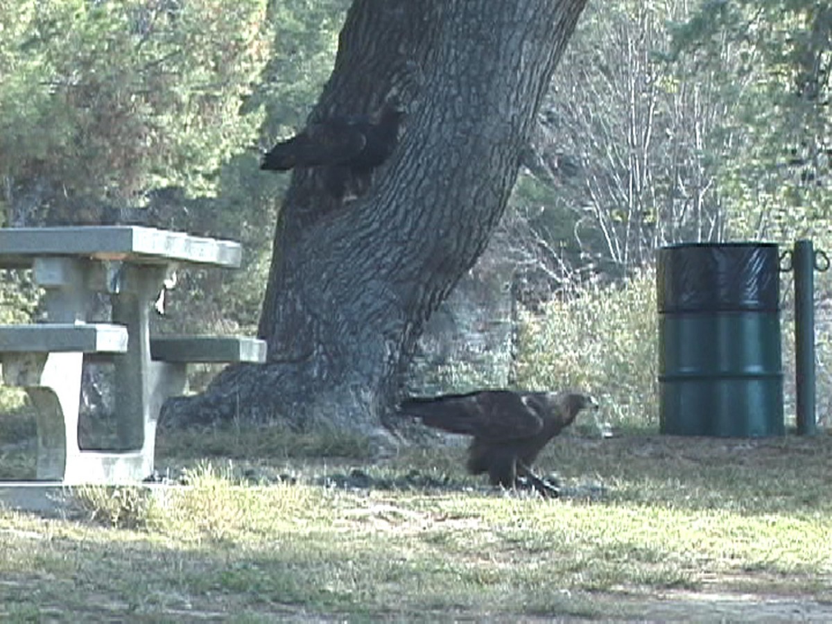 eBird Checklist - 31 Dec 2006 - Frank G. Bonelli RP/Puddingstone ...