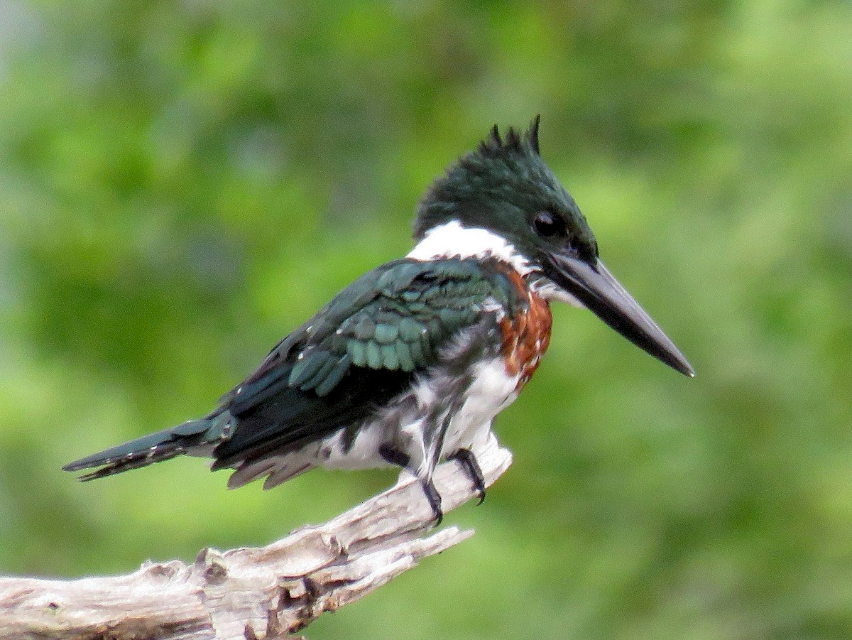 Amazon Kingfisher - Chloroceryle amazona - Birds of the World