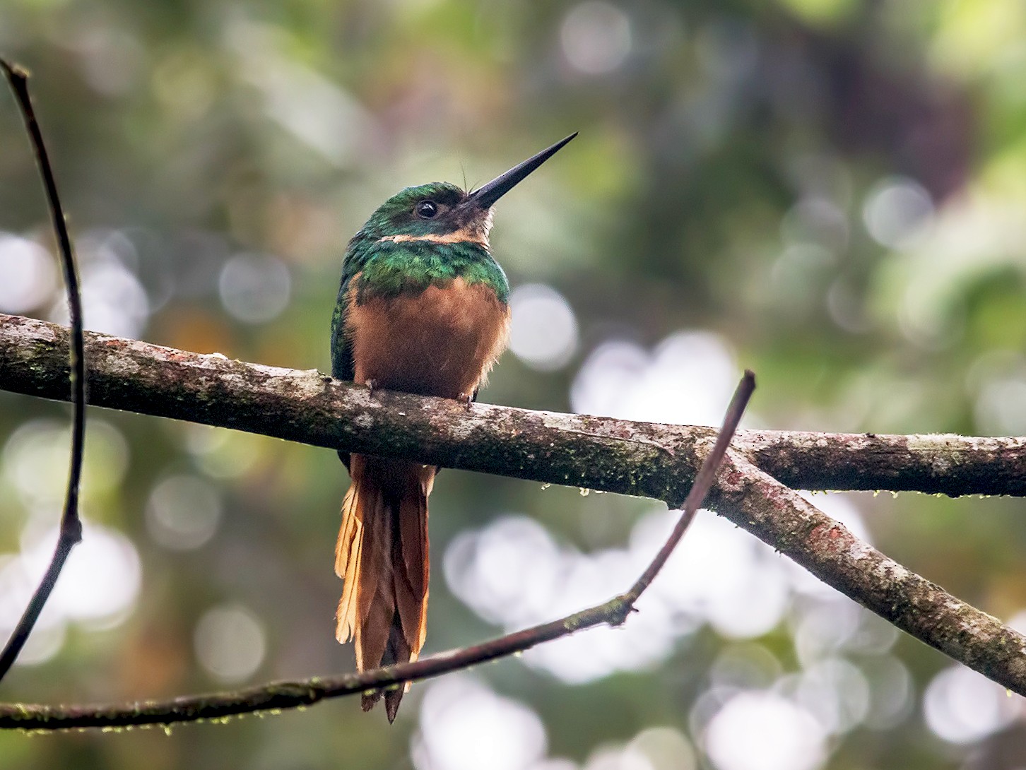 Rufous-tailed Jacamar - eBird