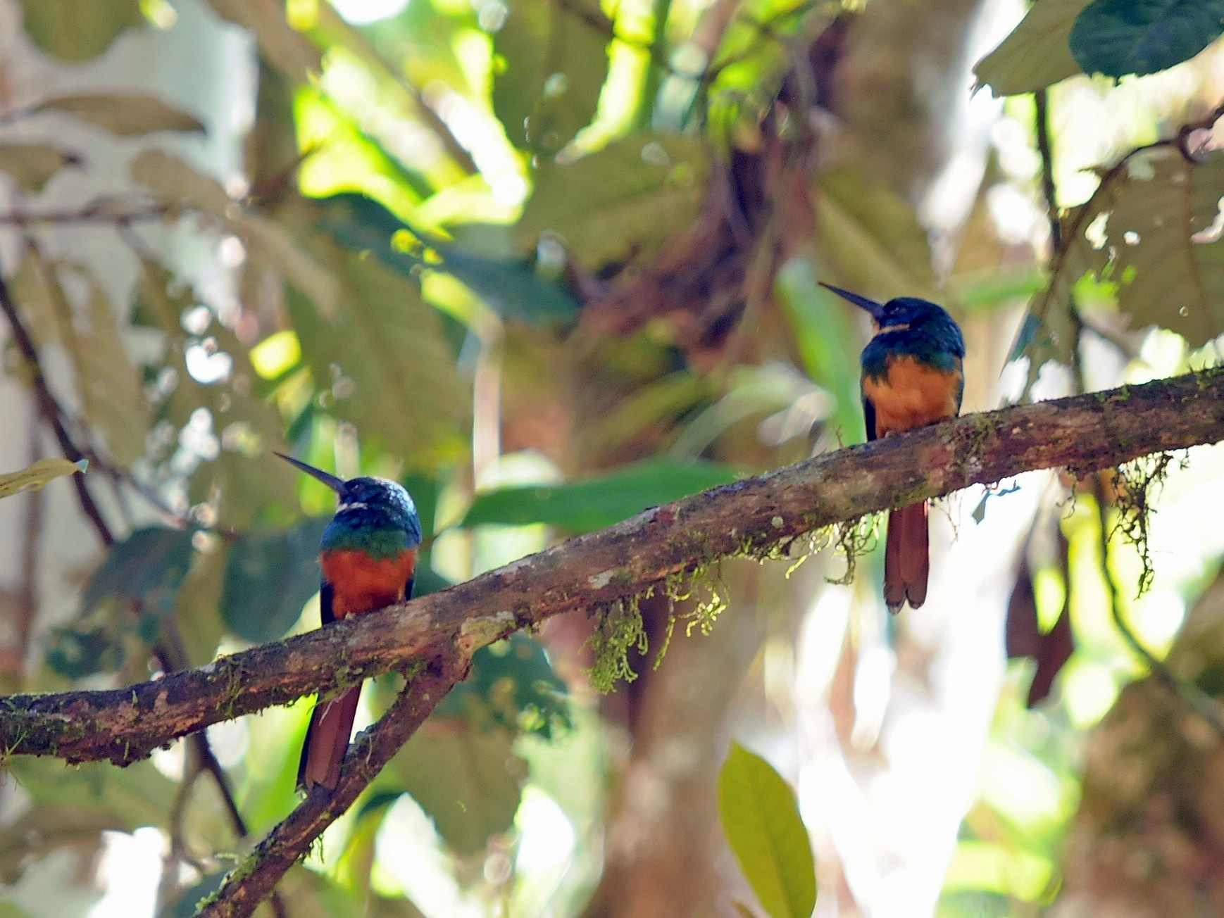 Rufous-tailed Jacamar - eBird