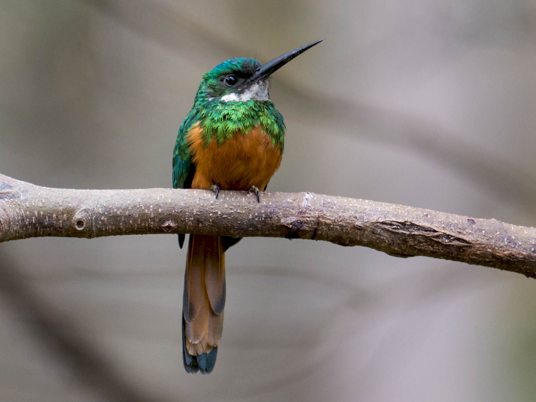 Rufous-tailed Jacamar - eBird
