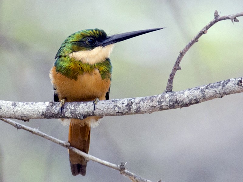 Rufous-tailed Jacamar - eBird