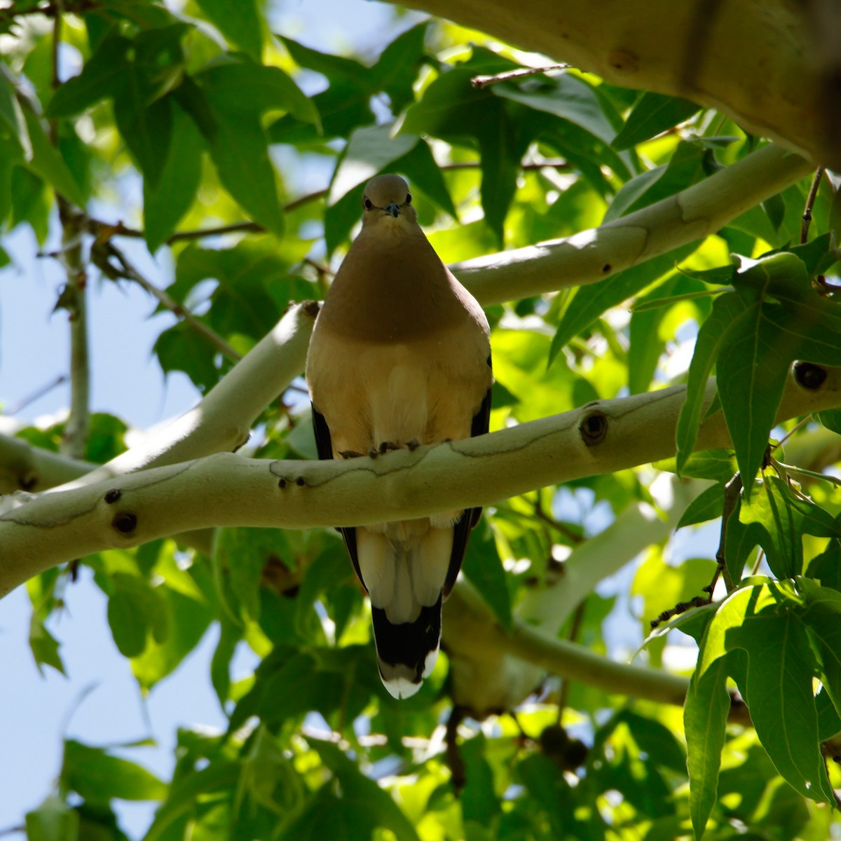 eBird Checklist - 4 May 2022 - Garden/Scheelite Canyon confluence - 12 ...