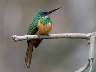 Rufous-tailed Jacamar - eBird