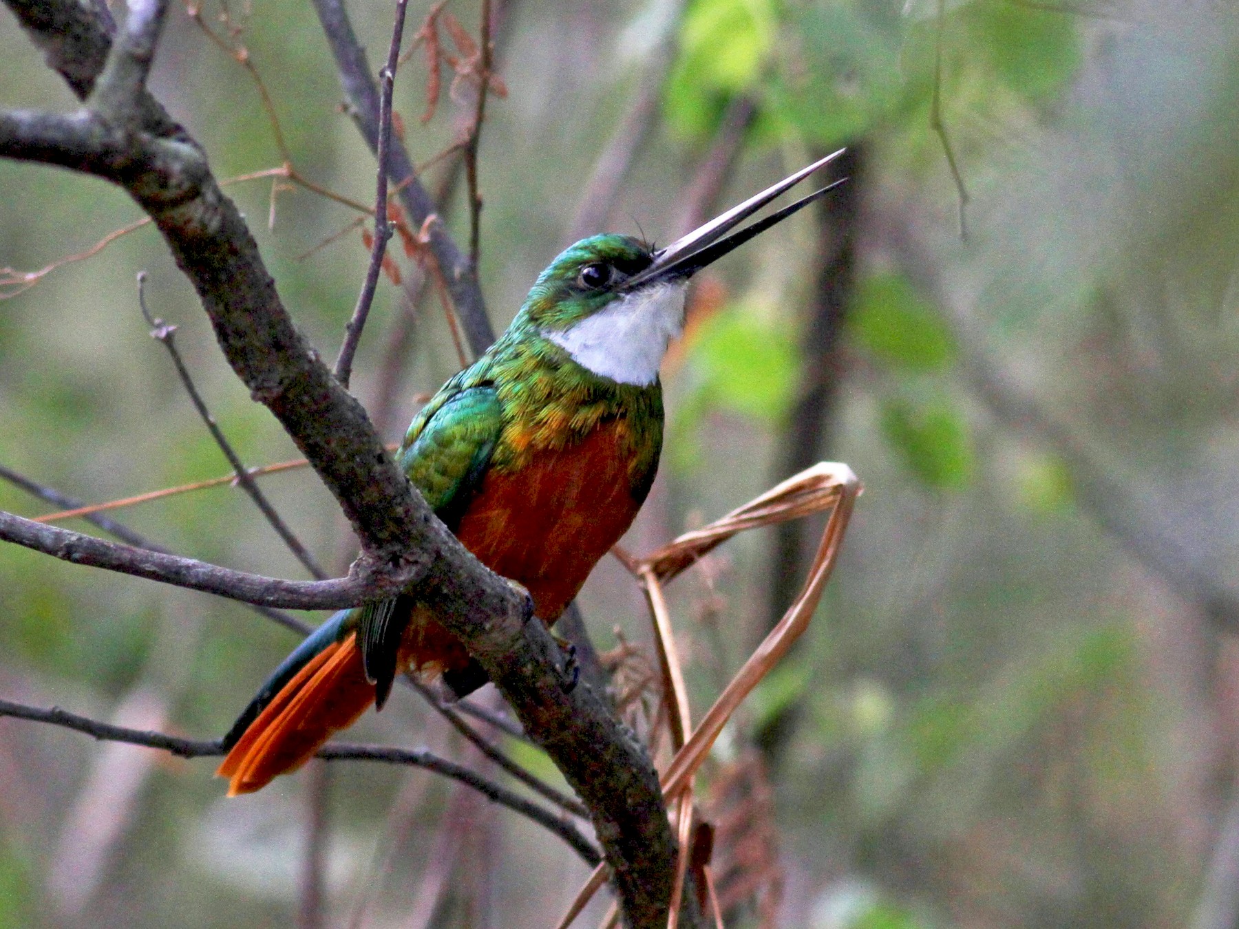 Rufous-tailed Jacamar - eBird