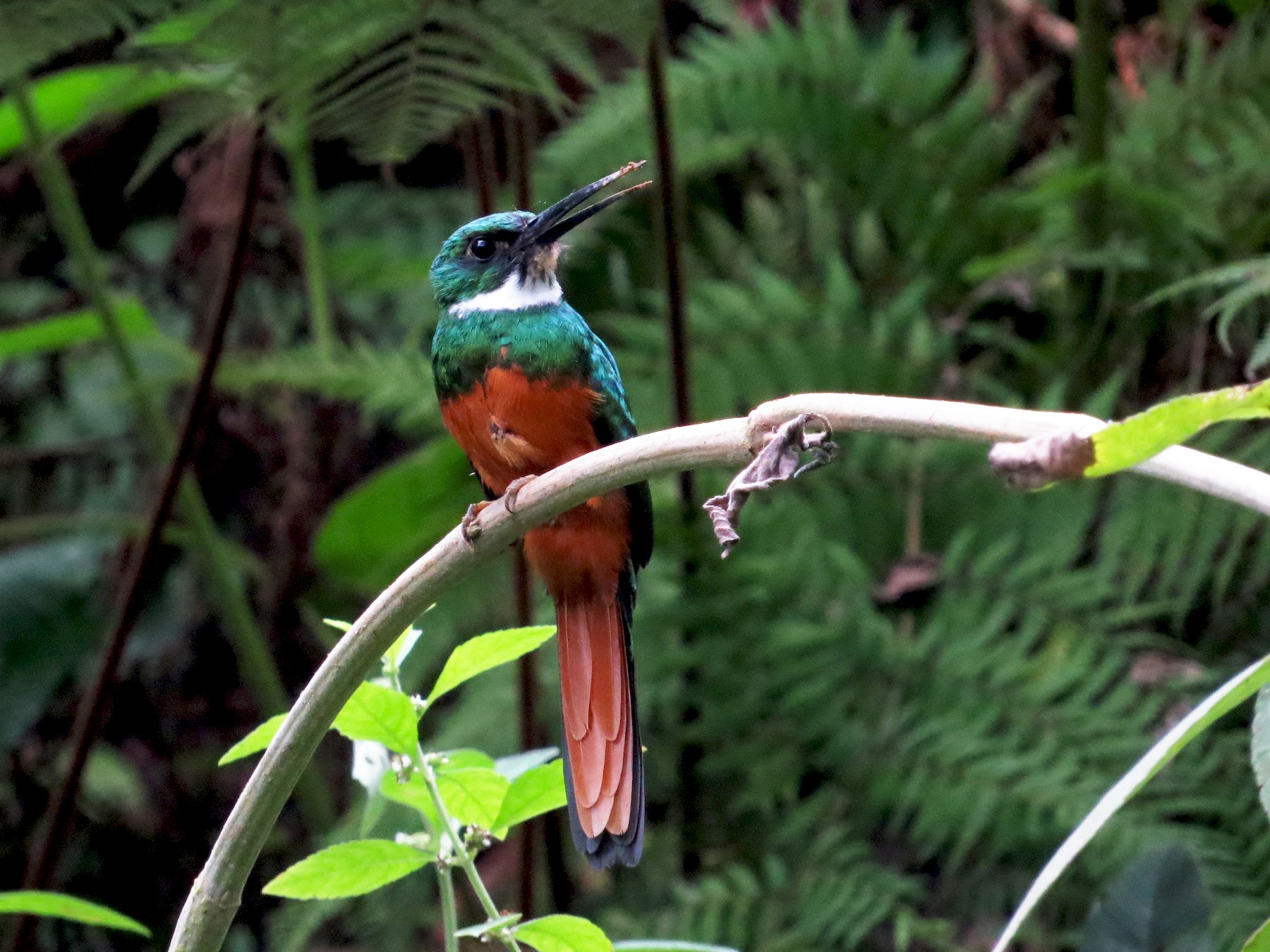 Rufous-tailed Jacamar - eBird