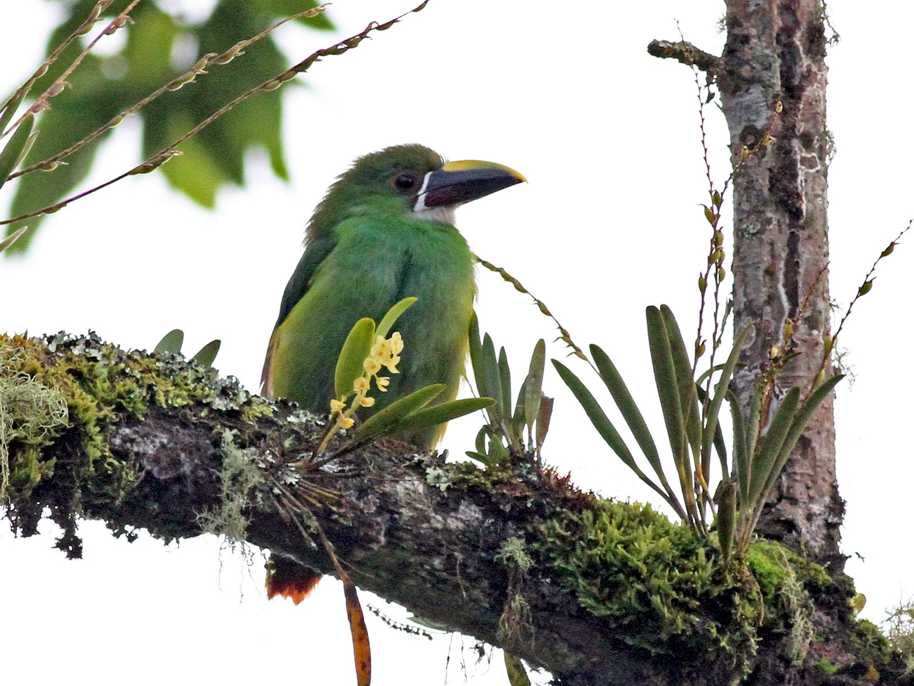 Southern Emerald-Toucanet - eBird