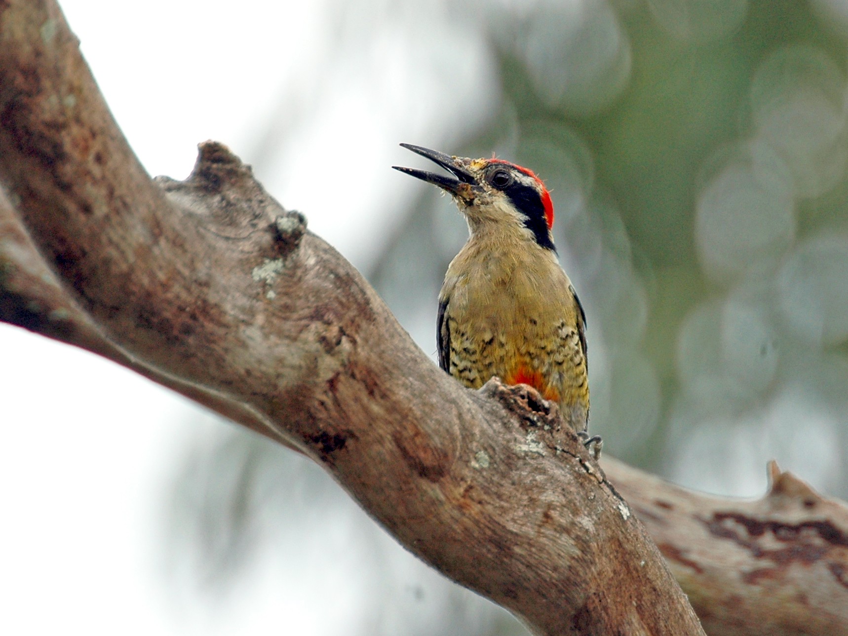 Carpintero Centroamericano - eBird