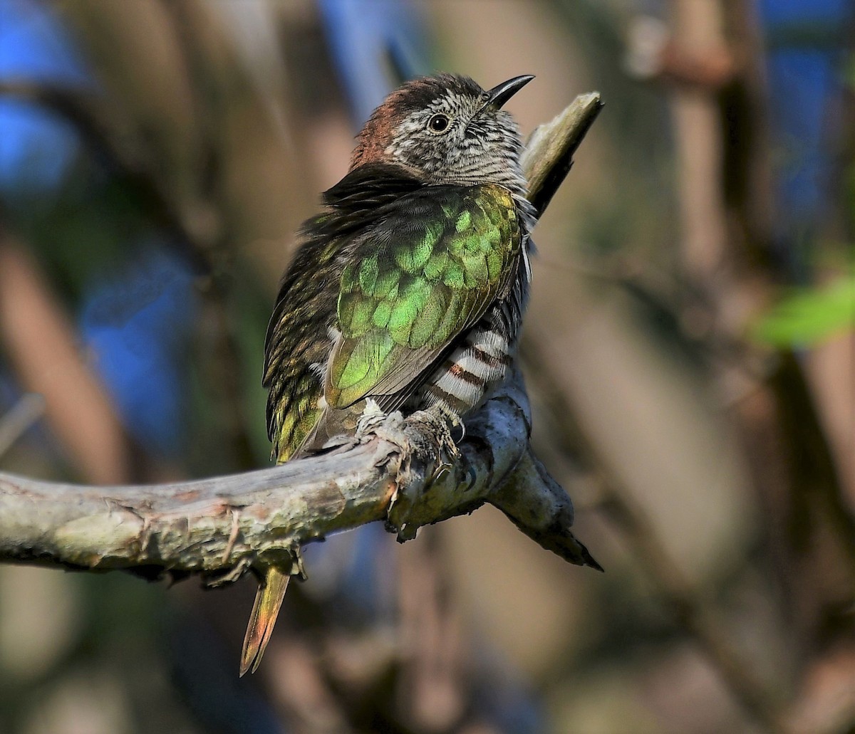 Shining Bronze-Cuckoo - Chrysococcyx lucidus - Media Search - Macaulay ...