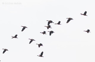 Illustrated Checklist - Edulabad Lake, Medchal Malkajgiri County, TS ...