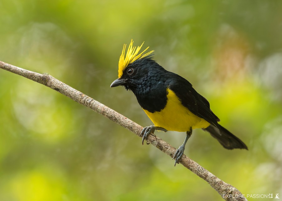 サルタンガラ（sultanea グループ） - eBird