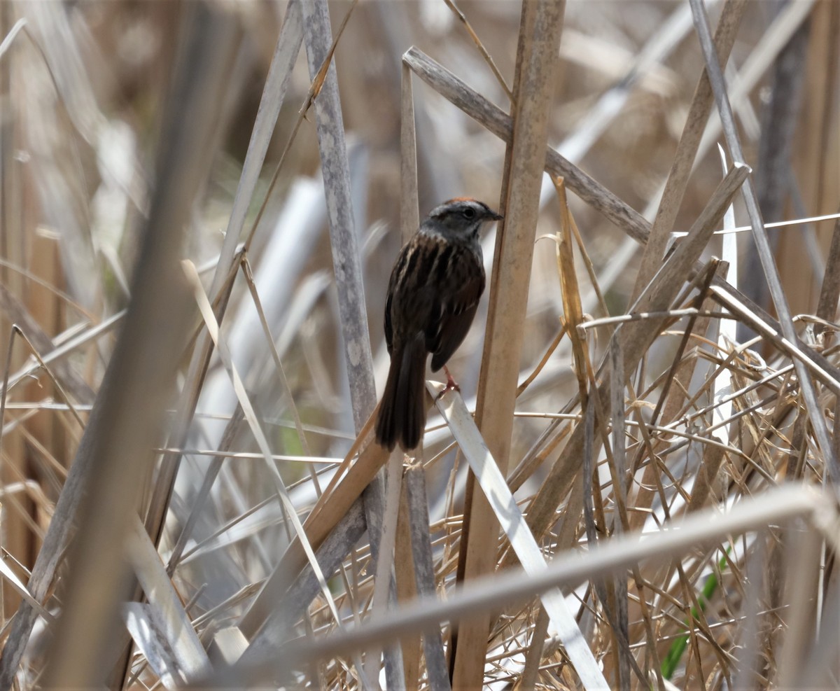 eBird Checklist - 5 May 2022 - Donegal Lake - 21 species