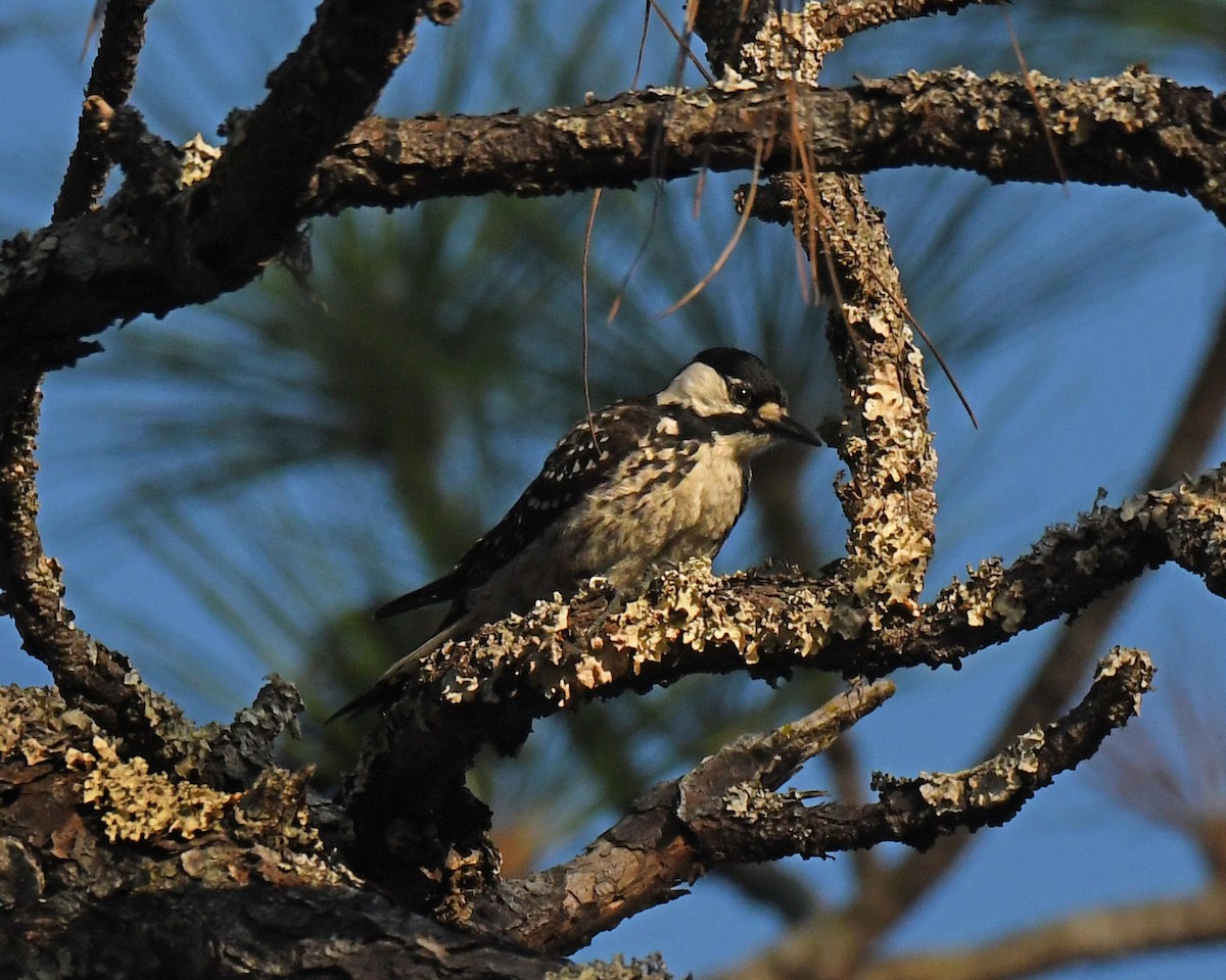 eBird Checklist - 5 May 2022 - Withlacoochee State Forest--Croom Tract ...