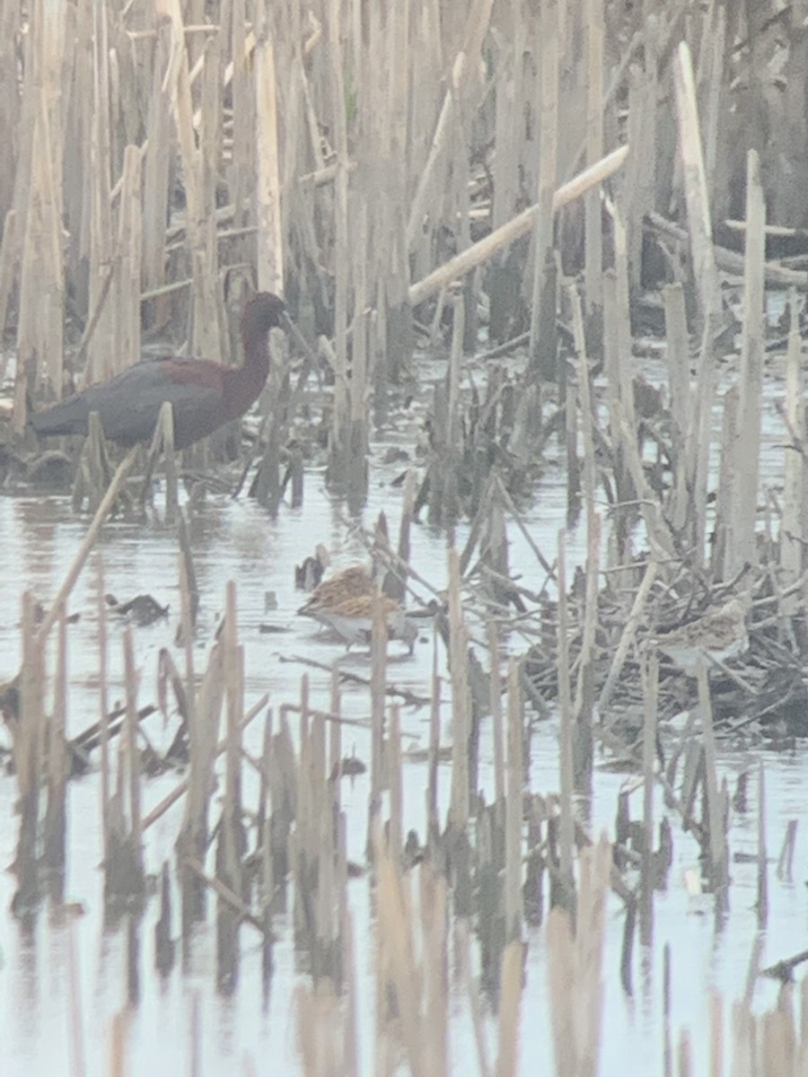 eBird Checklist - 5 May 2022 - Howard Marsh Metropark - 15 species