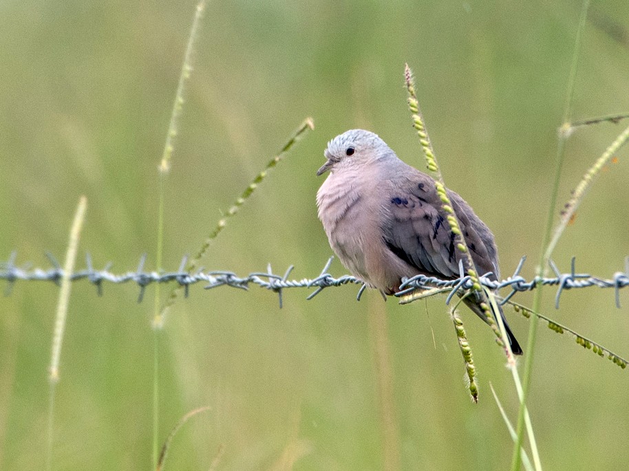 Plain-breasted Ground Dove - eBird