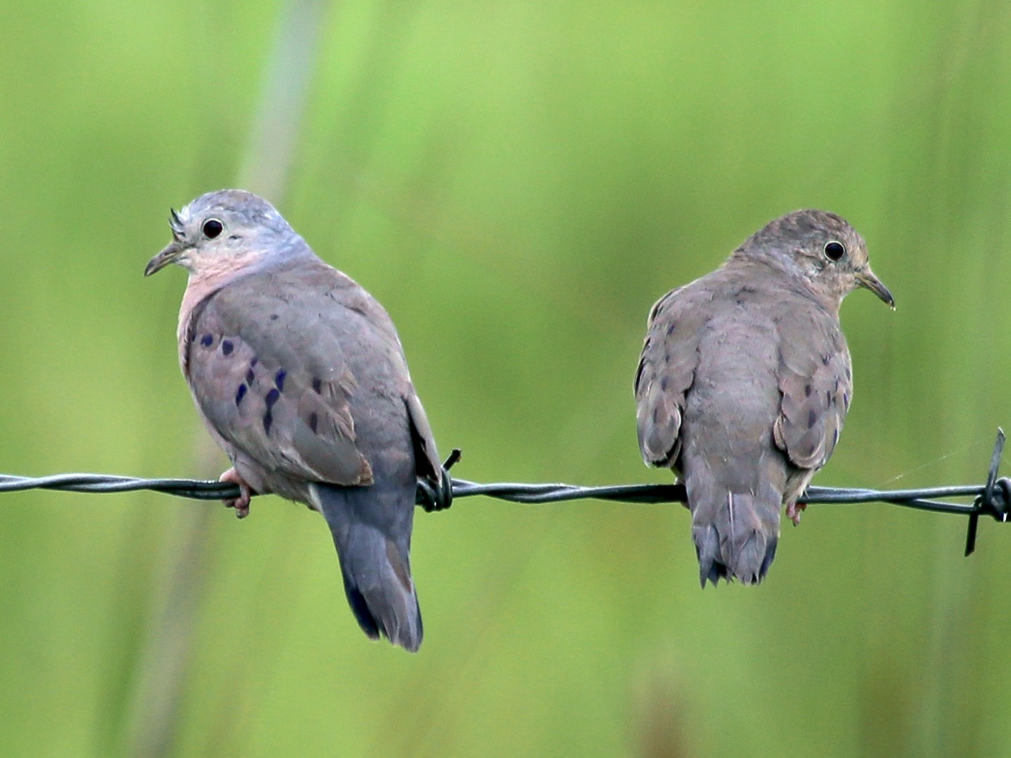 Plain-breasted Ground Dove - eBird