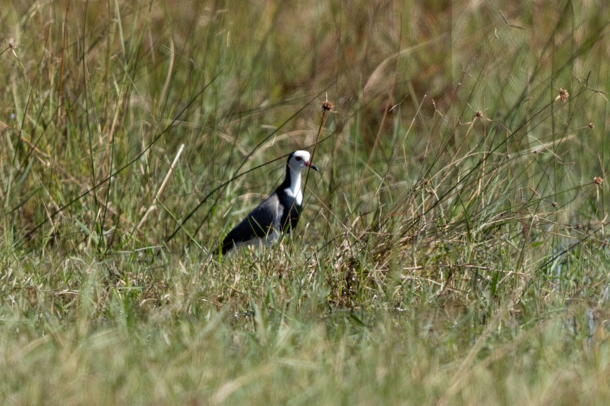 eBird Checklist - 6 May 2022 - Plains south of MSR - 53 species