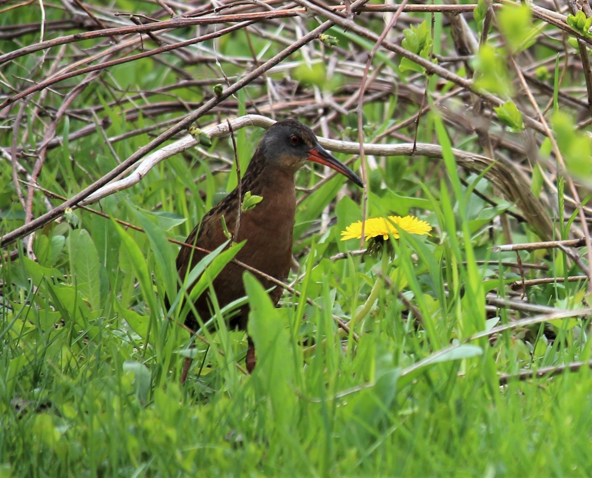 eBird Checklist - 6 May 2022 - Vischer Ferry Nature & Historic Preserve ...