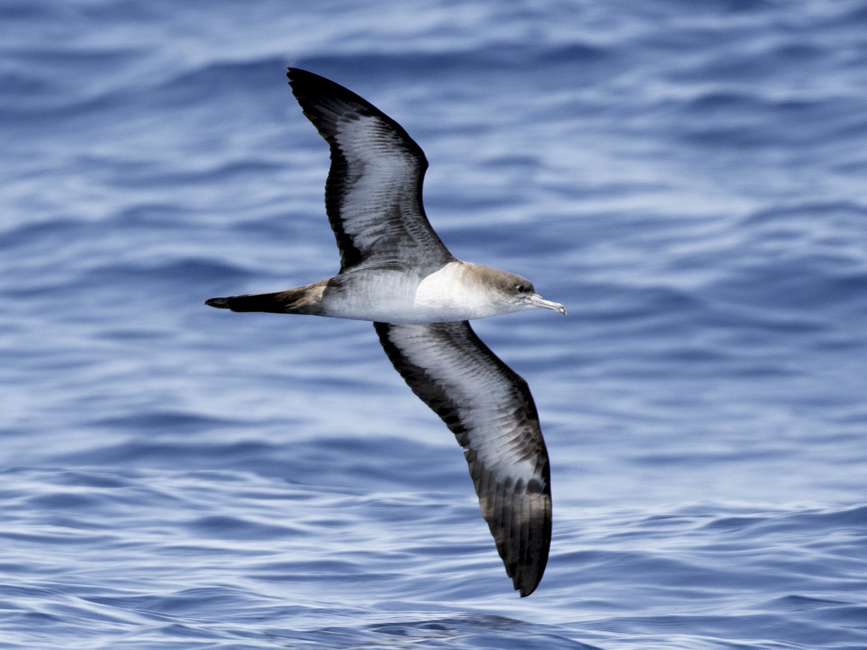 Wedge-tailed Shearwater - eBird