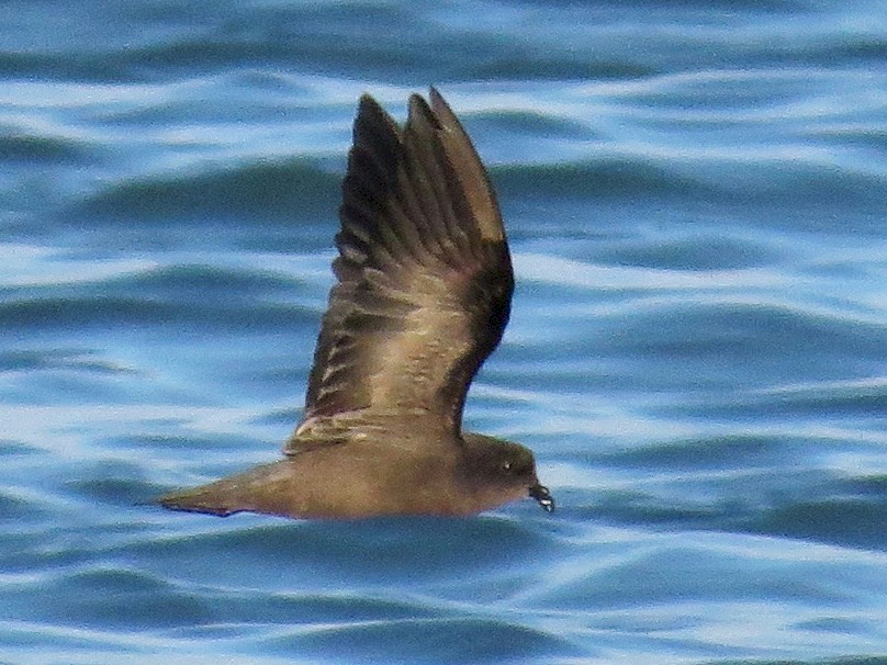 Least Storm-Petrel - Hydrobates microsoma - Birds of the World