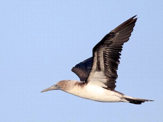 Blaufußtölpel - eBird