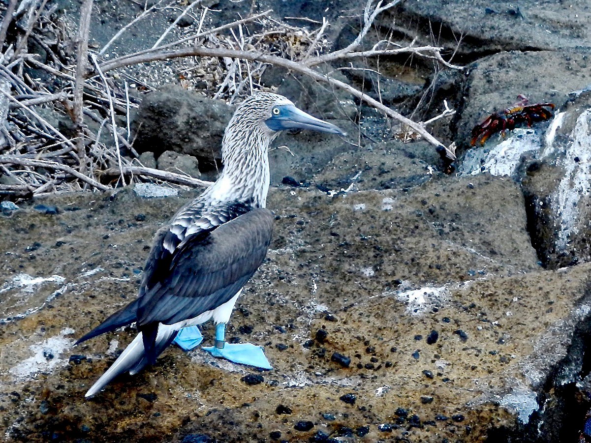 Blue-footed Booby - eBird