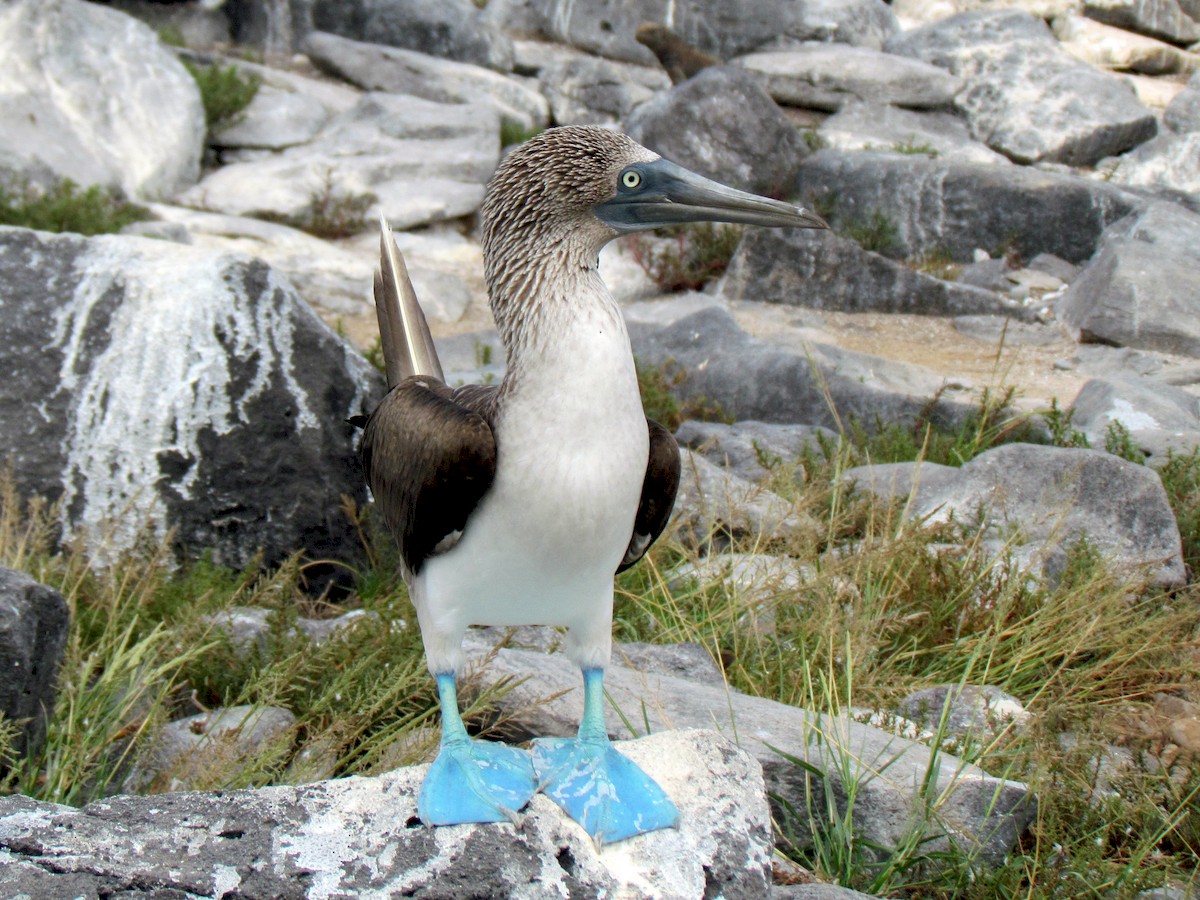 Blue-footed Booby - Sula nebouxii - Birds of the World