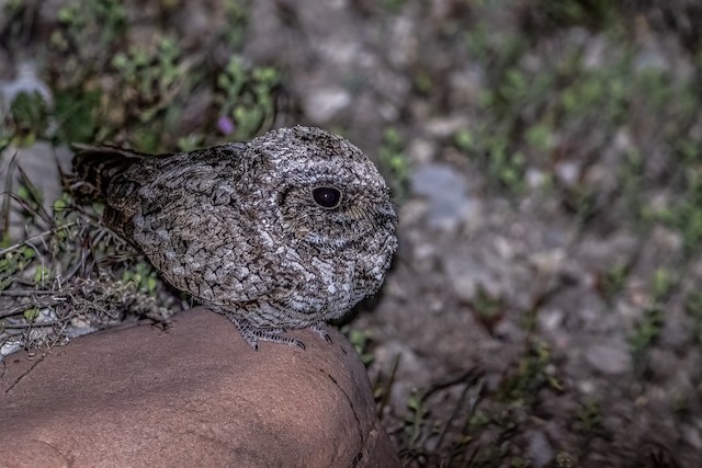 Common Poorwill Baby