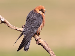 Red-footed Falcon - Falco vespertinus - Birds of the World
