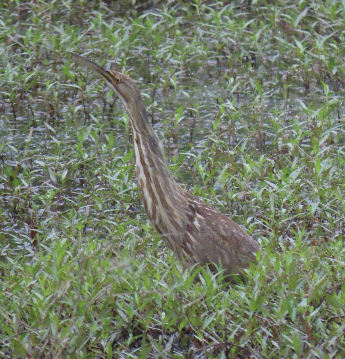 eBird Checklist - 6 May 2022 - Flat River Waterfowl Impoundment - 48 ...