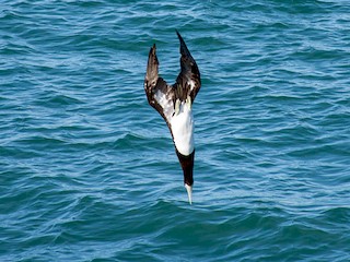 Brown Booby - eBird