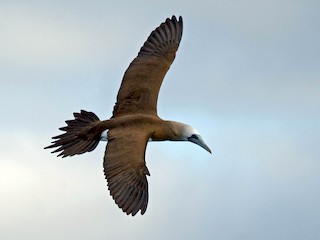 Brown Booby - eBird