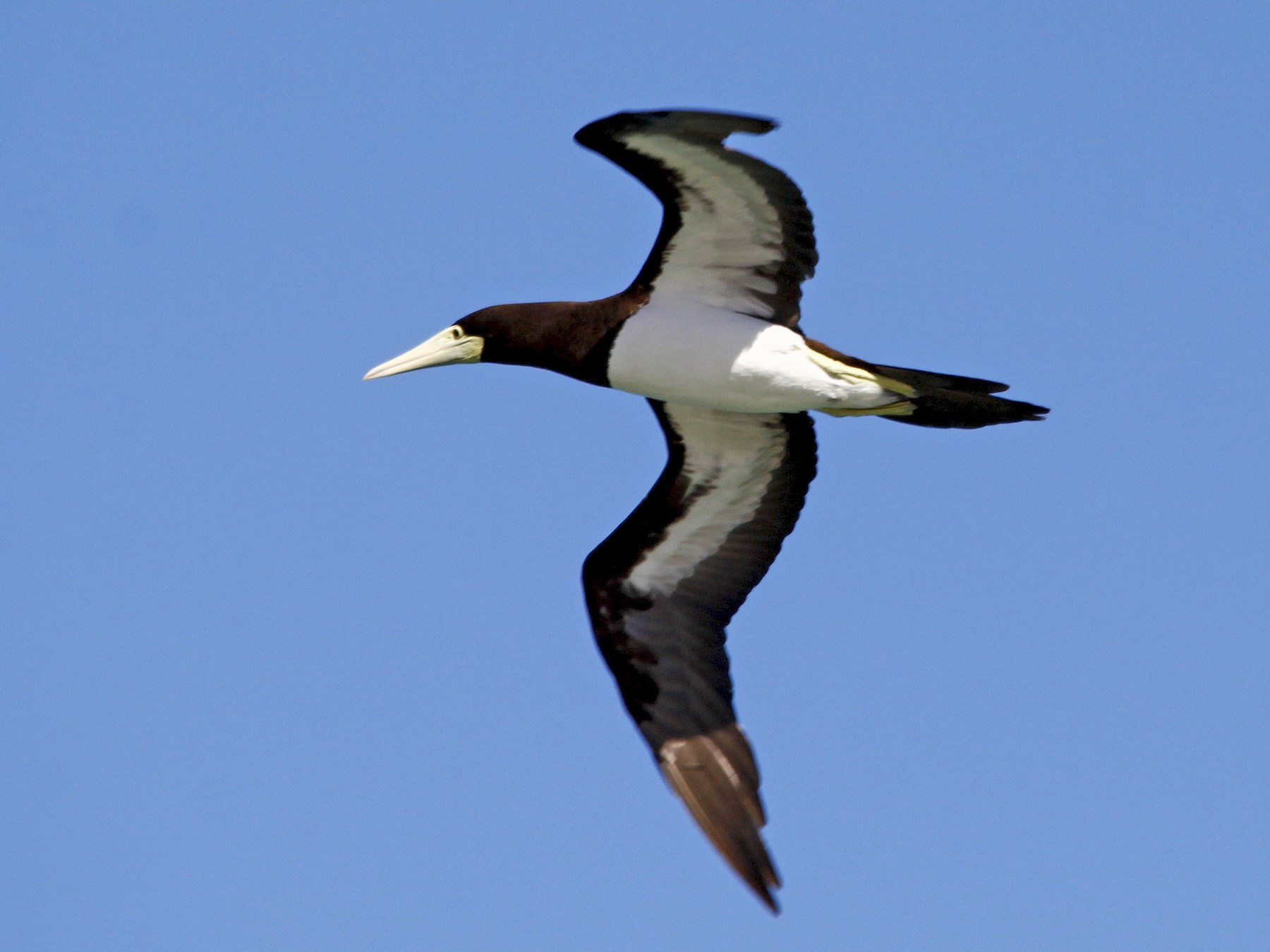 Brown Booby - eBird