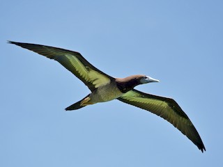 Brown Booby - eBird