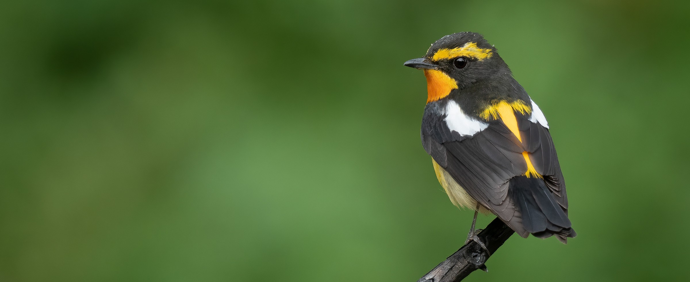 Birds of the World - Cornell Lab of Ornithology