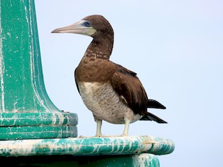 Brown Booby - eBird